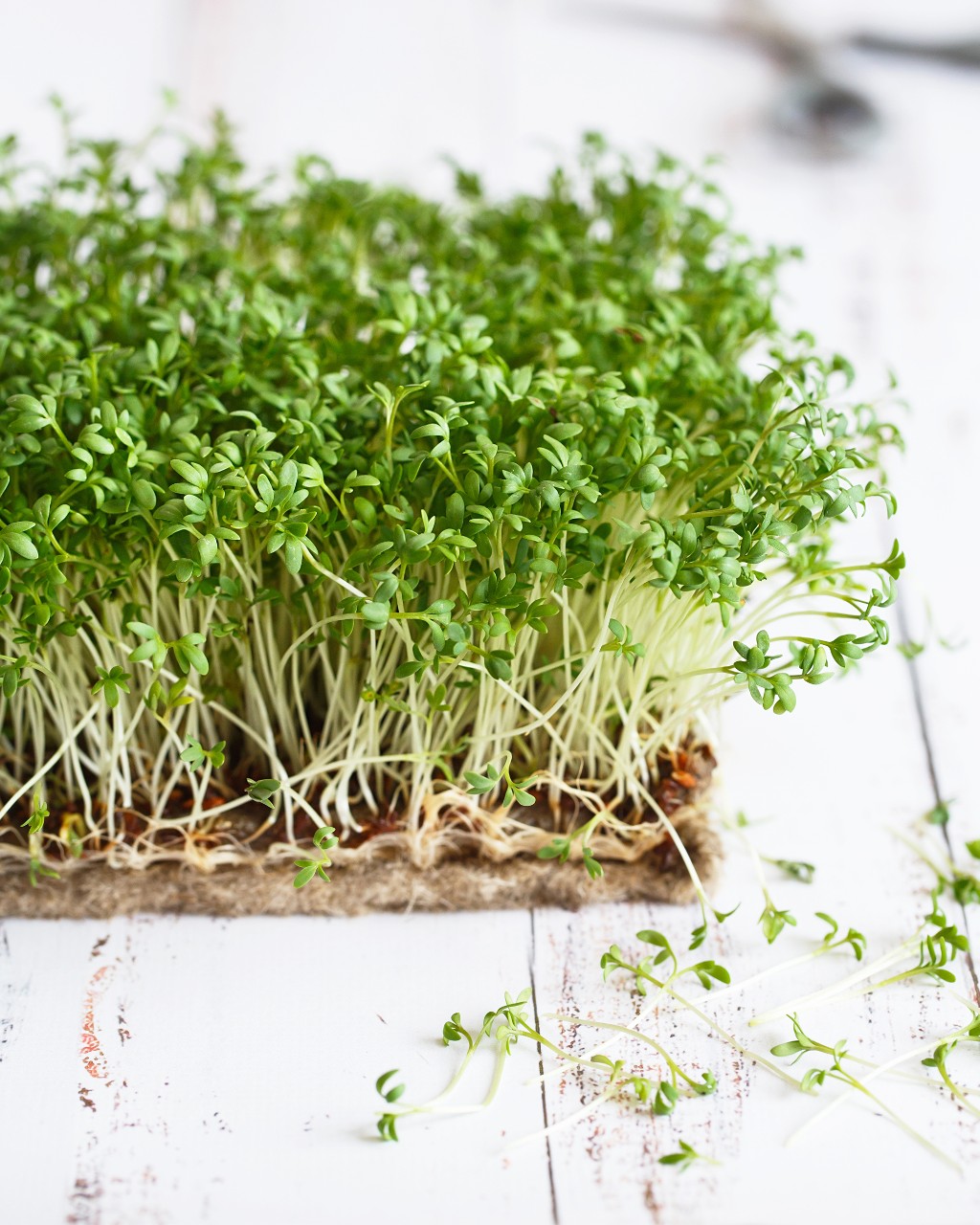 Cresson: valeur nutritive, bienfaits santé et conservation