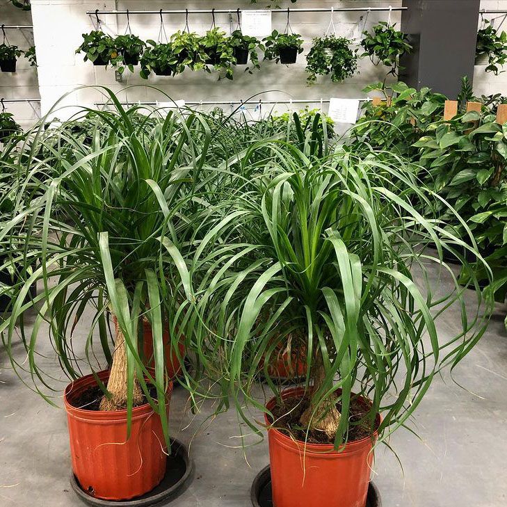 10 boutiques où acheter des plantes et des fleurs à Montréal