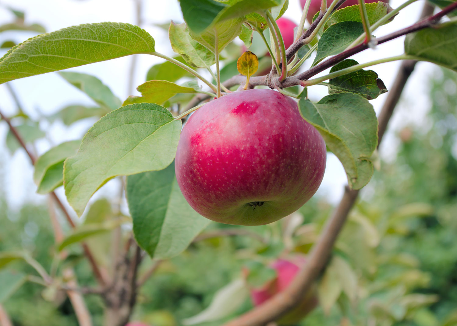 12 variétés de pommes que tu peux cueillir au Québec