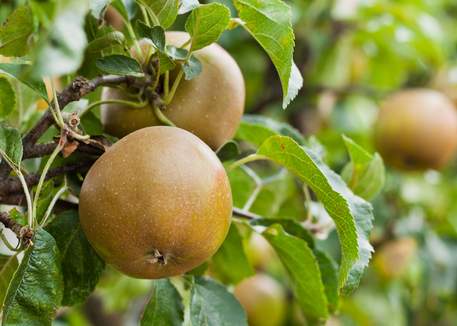 12 variétés de pommes que tu peux cueillir au Québec