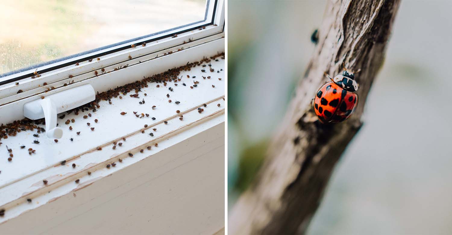 Infestation de coccinelles printemps et automne: comment les éloigner