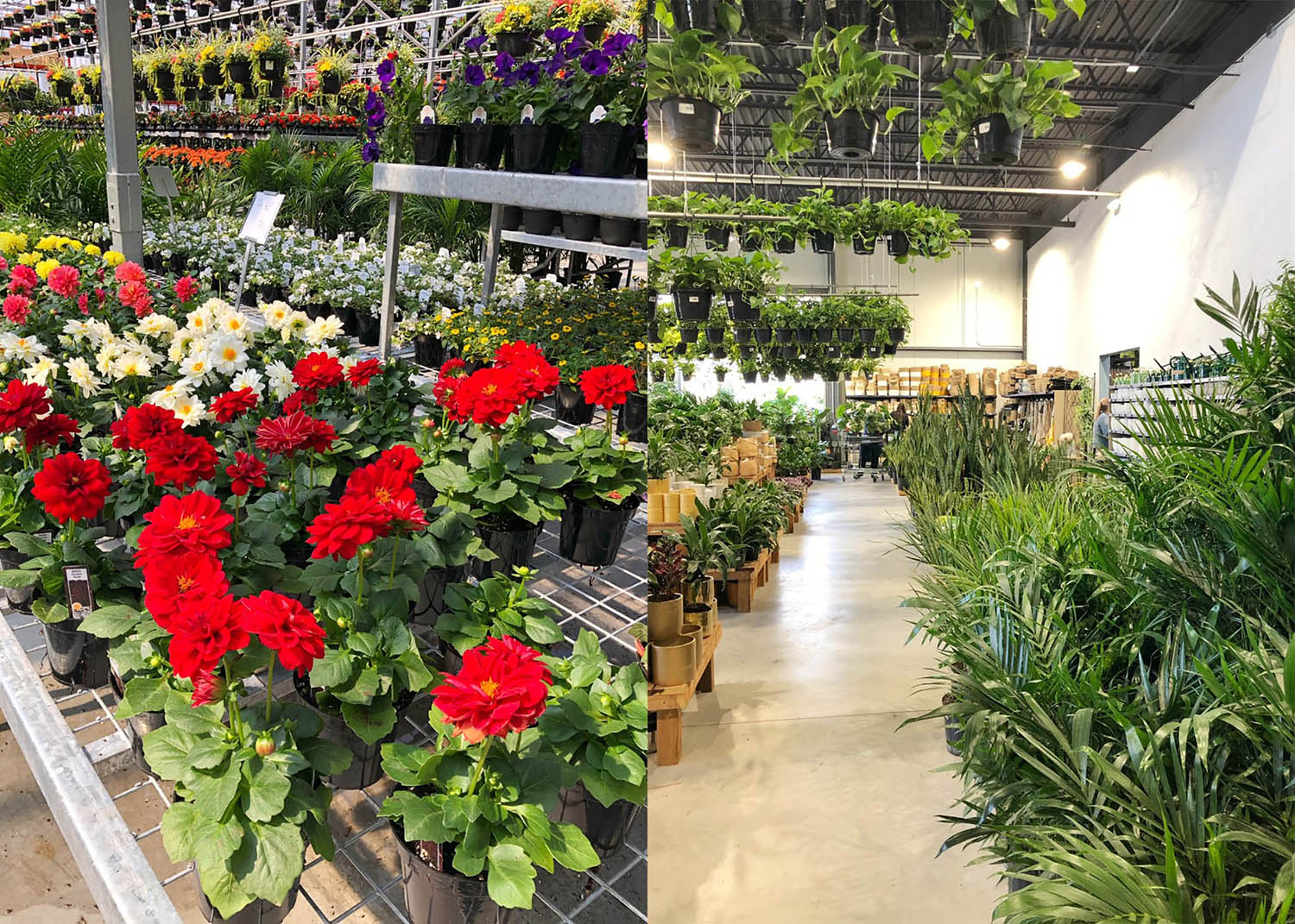 J'ai visité le nouveau méga magasin de plantes Archipel et voici mes ...