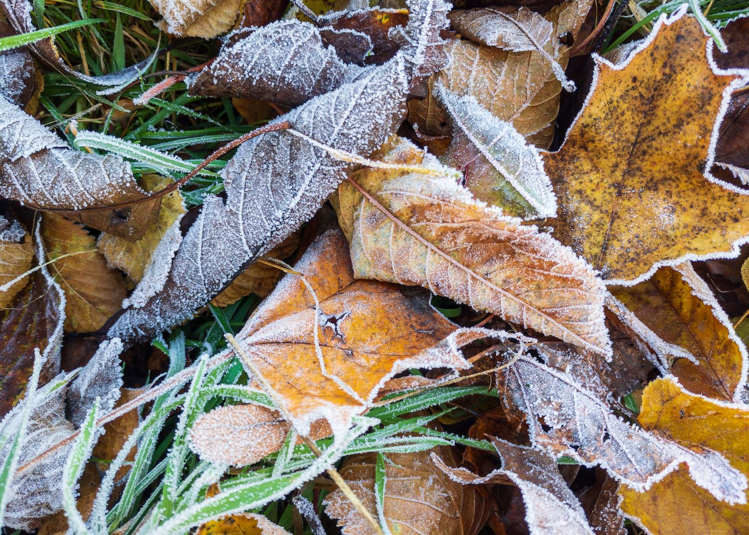 Prévisions hiver 2022-2023 : un hiver froid, enneigé et hâtif