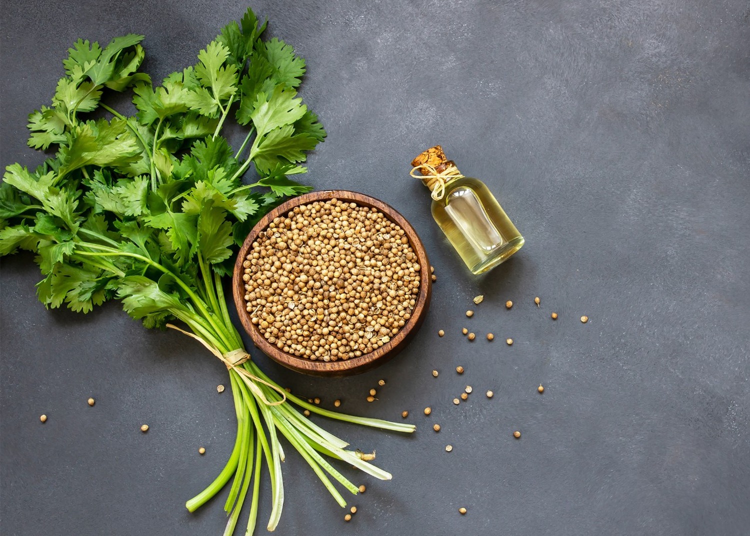 Coriandre : bienfaits santé, idées recettes, conservation et plus