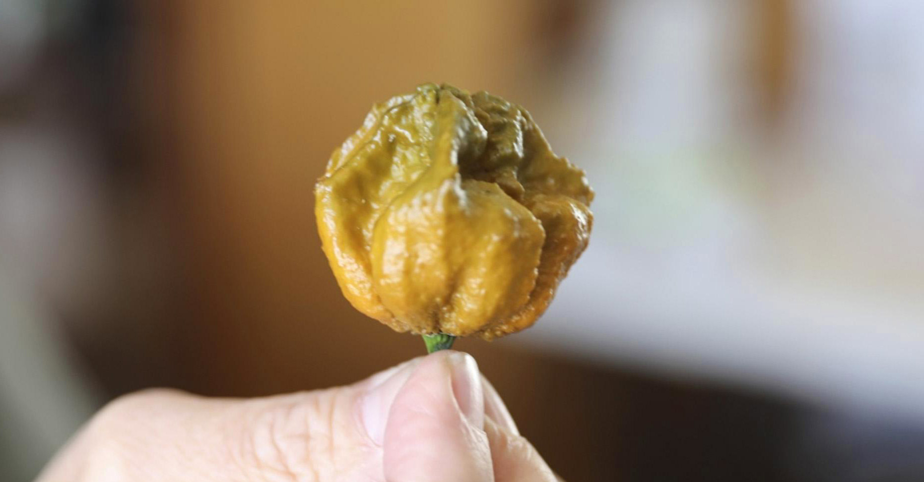 Chaleur immédiate et brutale: ce piment est le plus fort au monde