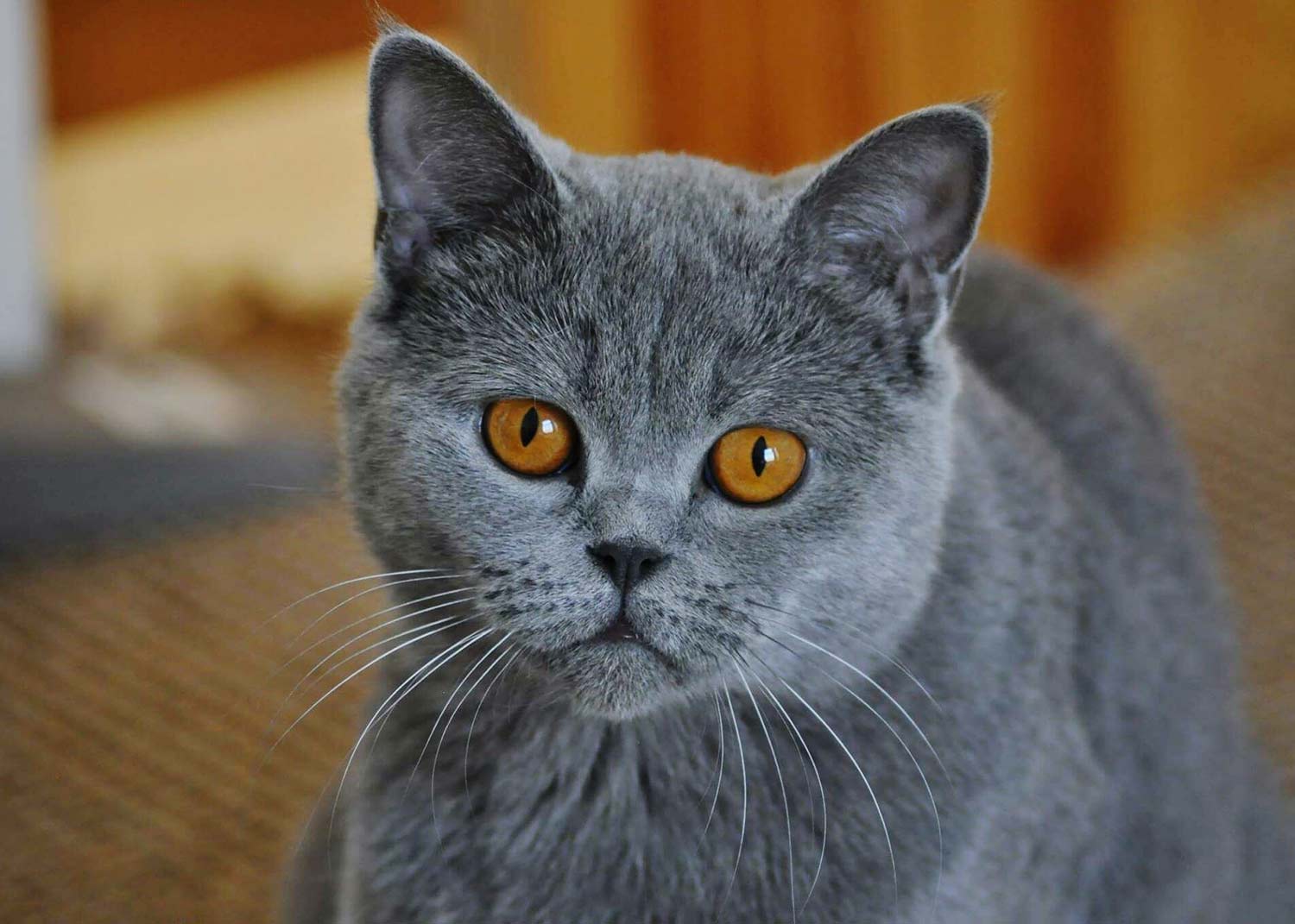 Le chat Chartreux