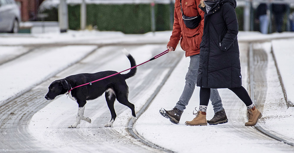 Quand est-ce trop froid pour promener son chien?