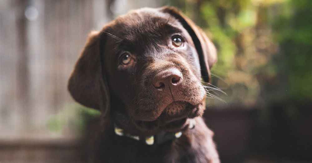 Le labrador n’est plus la race la plus populaire : voici celle qui l’a ...