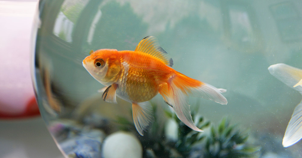 Cette erreur commune fait souffrir vos poissons rouges