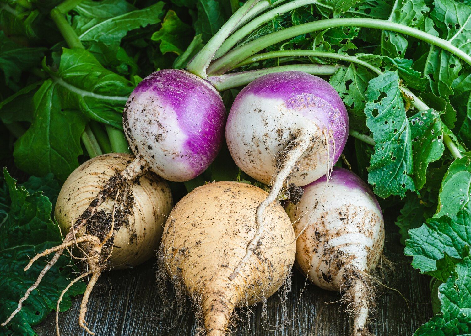 Le navet: comment le planter, l'entretenir et le récolter