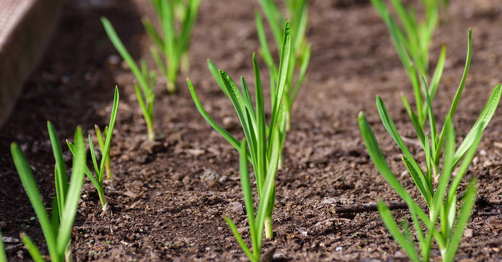 Voici comment planter de l’ail dans son jardin