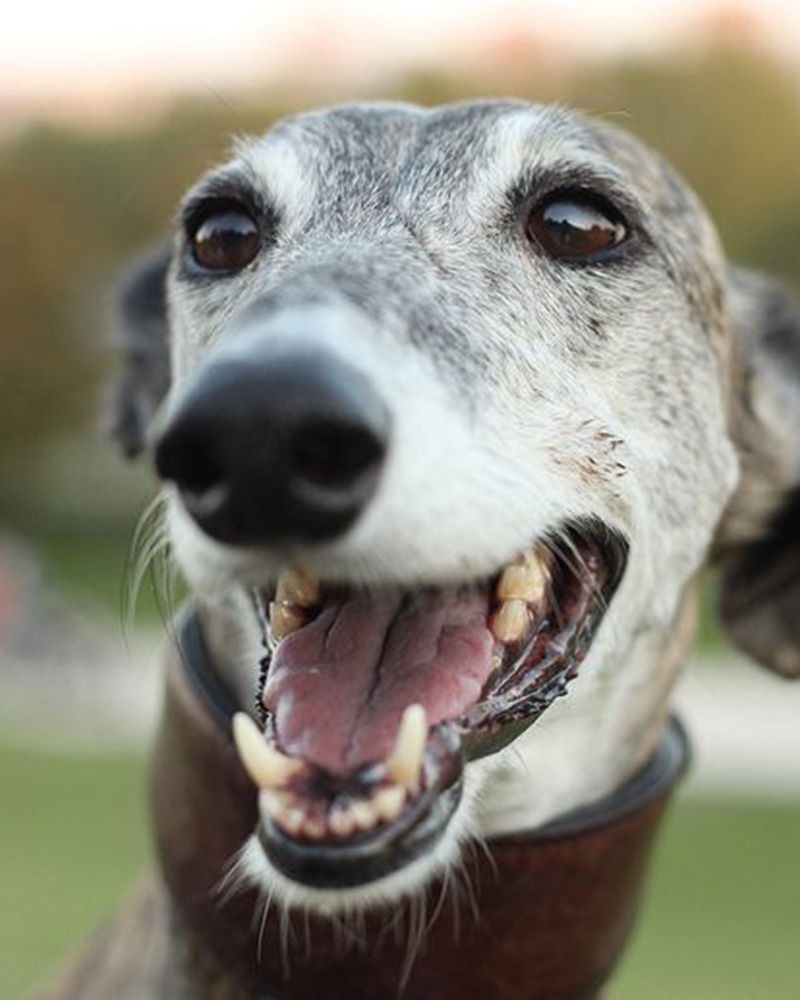 10 questions et réponses les plus recherchées sur les chiens