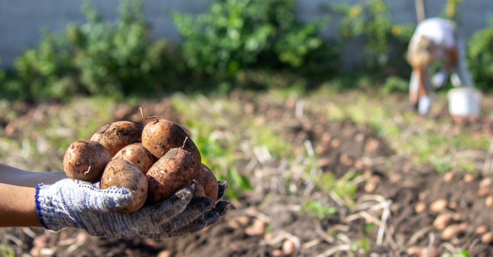 Comment planter des patates?