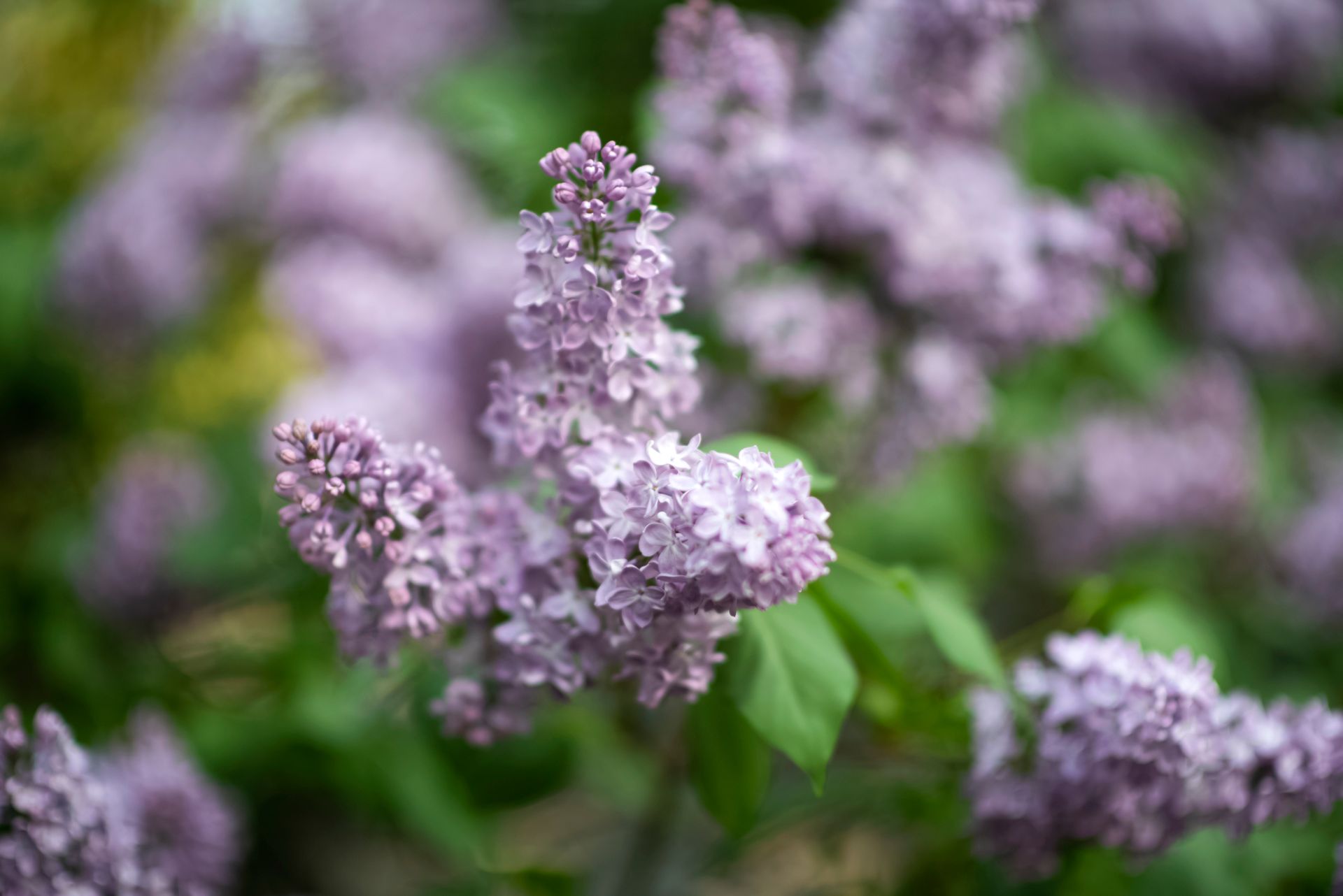 Les 13 plus beaux arbustes qui fleurissent chaque année