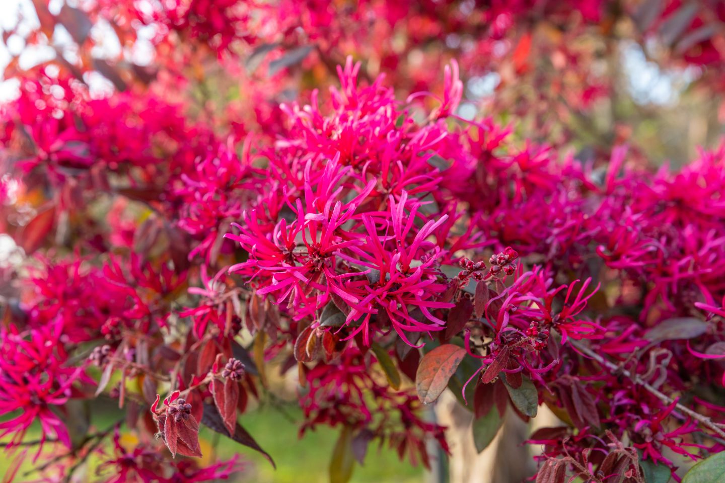 Les 13 plus beaux arbustes qui fleurissent chaque année