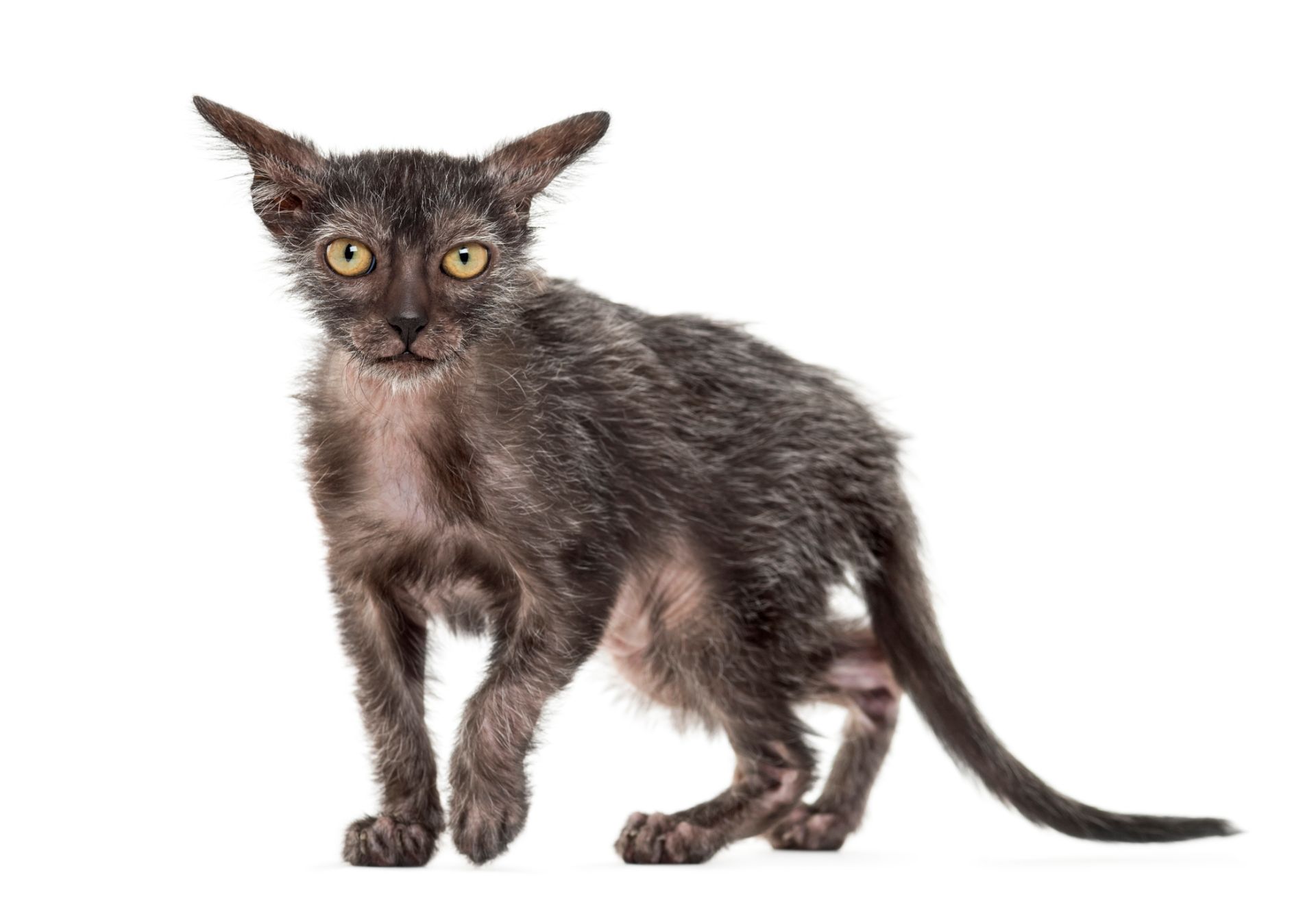 Le lykoi: une race de chat qui fait penser à un loup-garou
