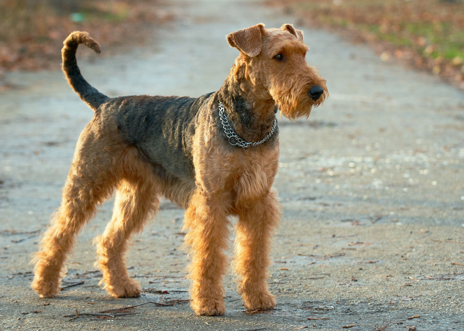 Tableau Des Races De Chiens Avec Noms Race De Chien: La Liste