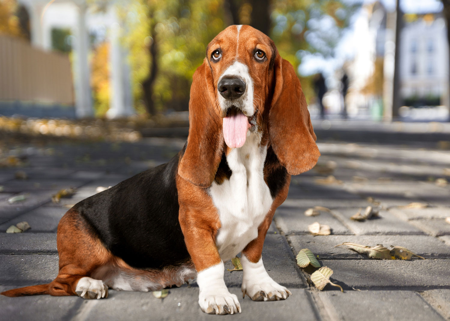 Types De Races De Chiens