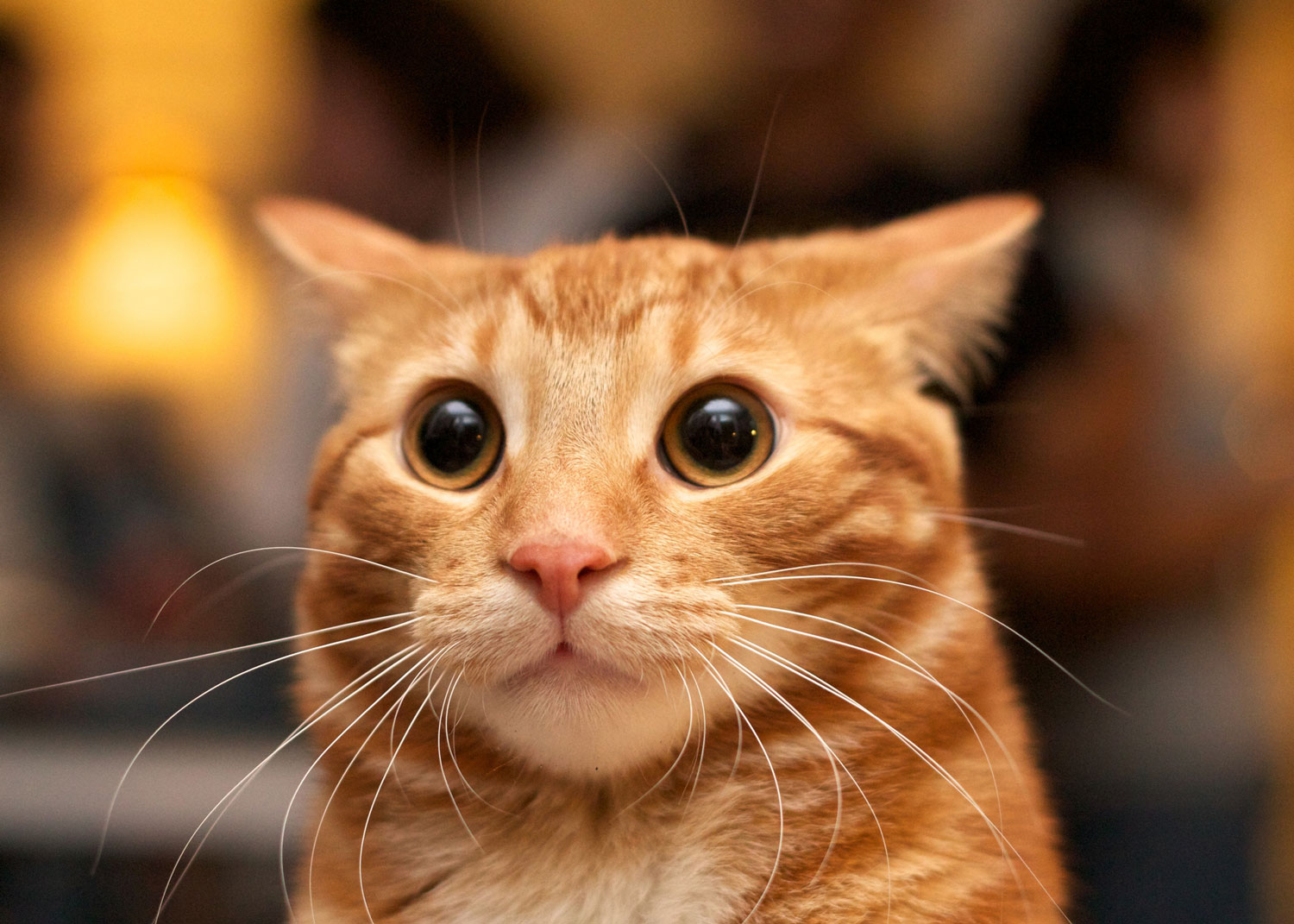 Les méthodes de communications chez le chat