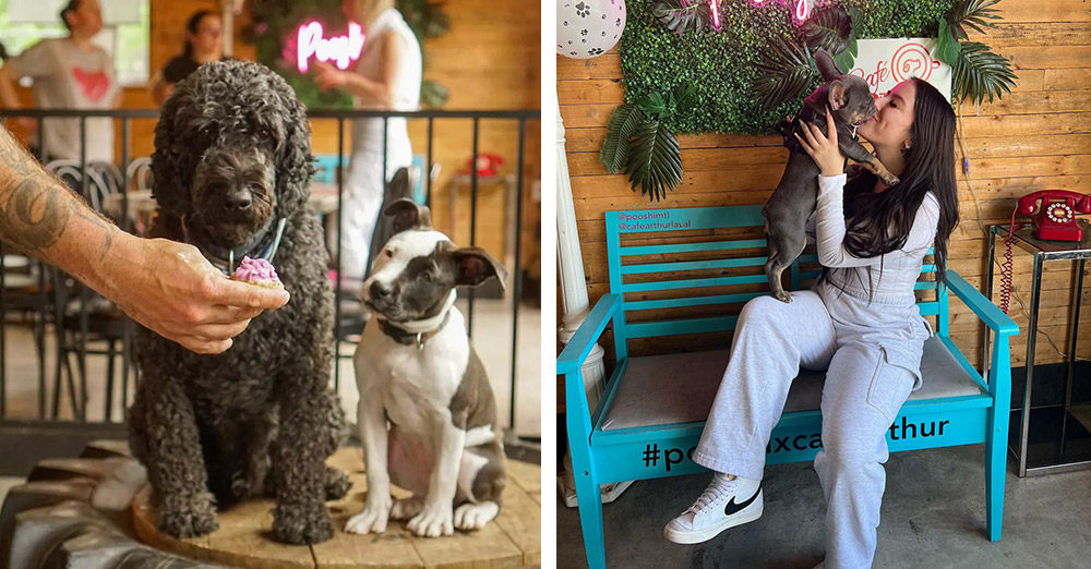 Ce resto dog-friendly de Laval propose un menu pour chiens