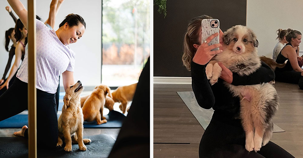 Ce spot de yoga avec chiots est ce qu'il vous faut pour ressentir la joie ultime