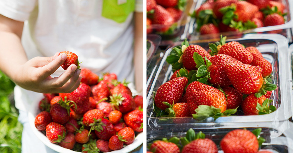 Voici tout ce qu’il faut savoir sur la saison des fraises du Québec