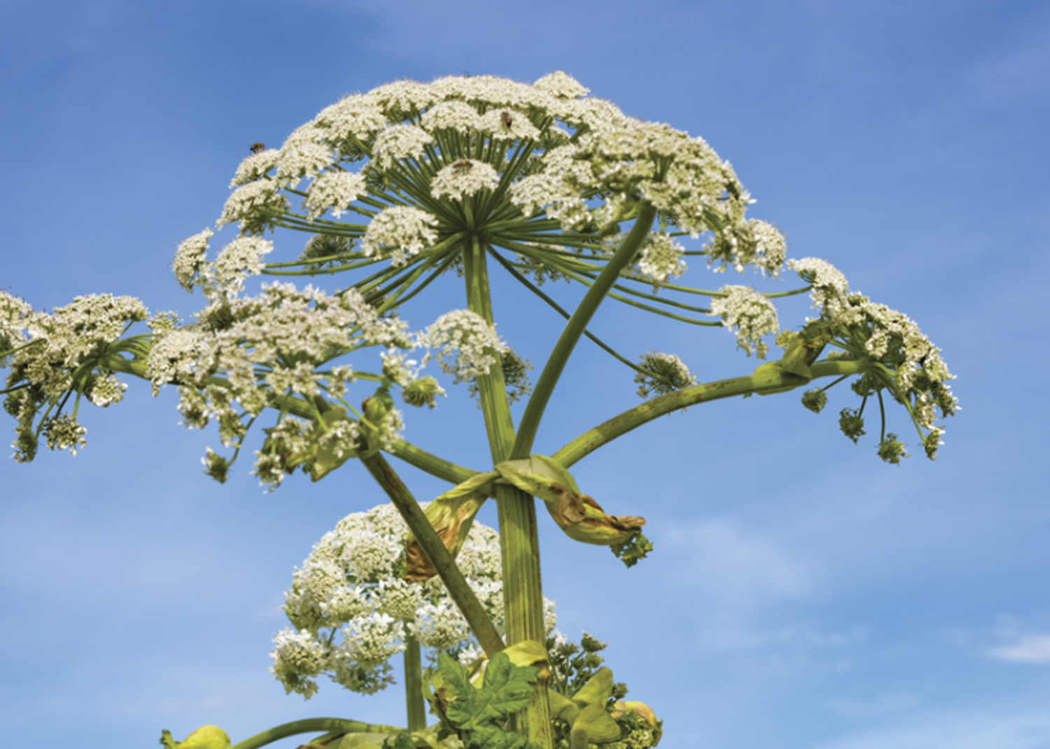 Berce du Caucase: comment la reconnaître et traiter les brûlures