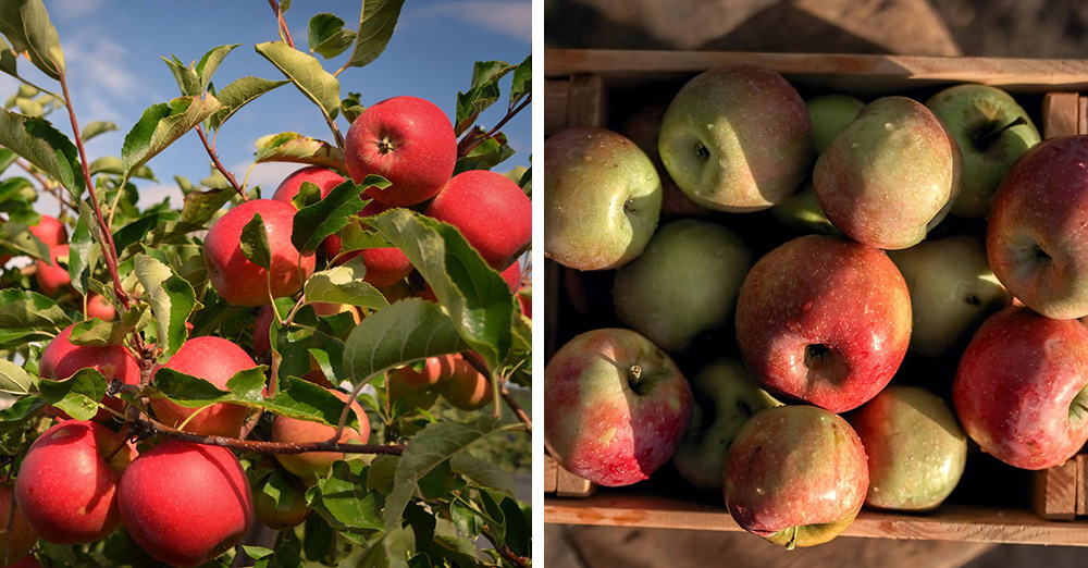 Quand commence la cueillette des pommes au Québec?