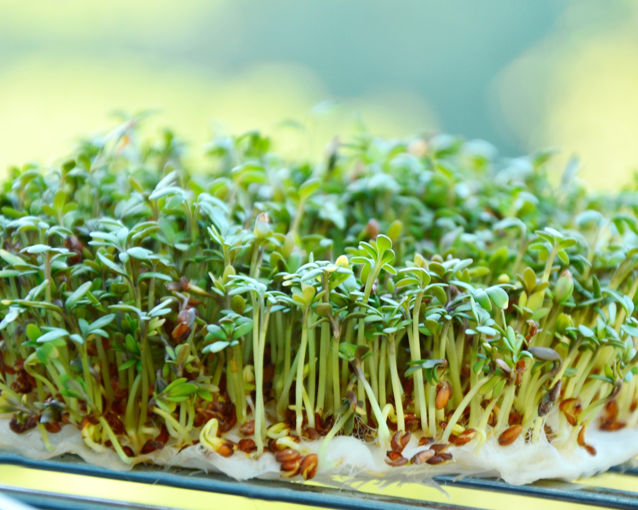 Cresson: valeur nutritive, bienfaits santé et conservation