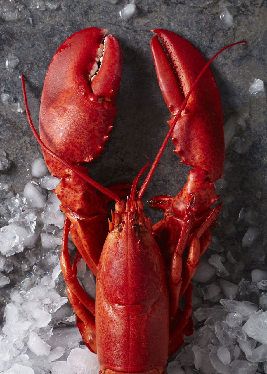Homard : comment l'apprêter, recettes, bienfaits, conservation