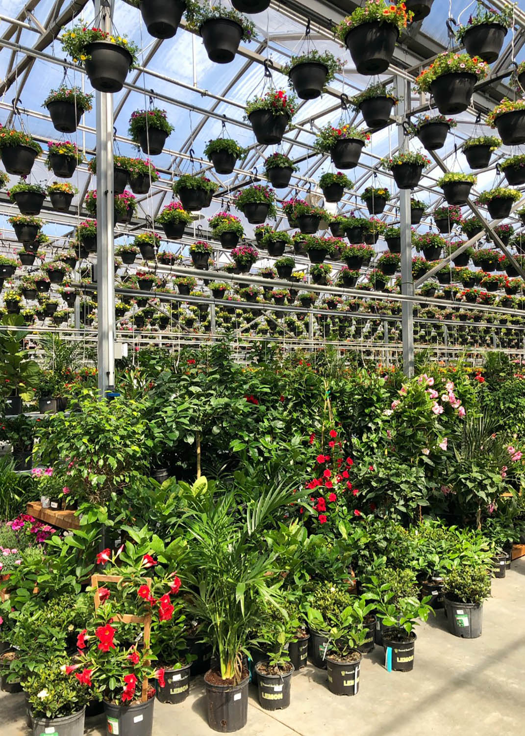 J'ai visité le nouveau méga magasin de plantes Archipel et voici mes ...