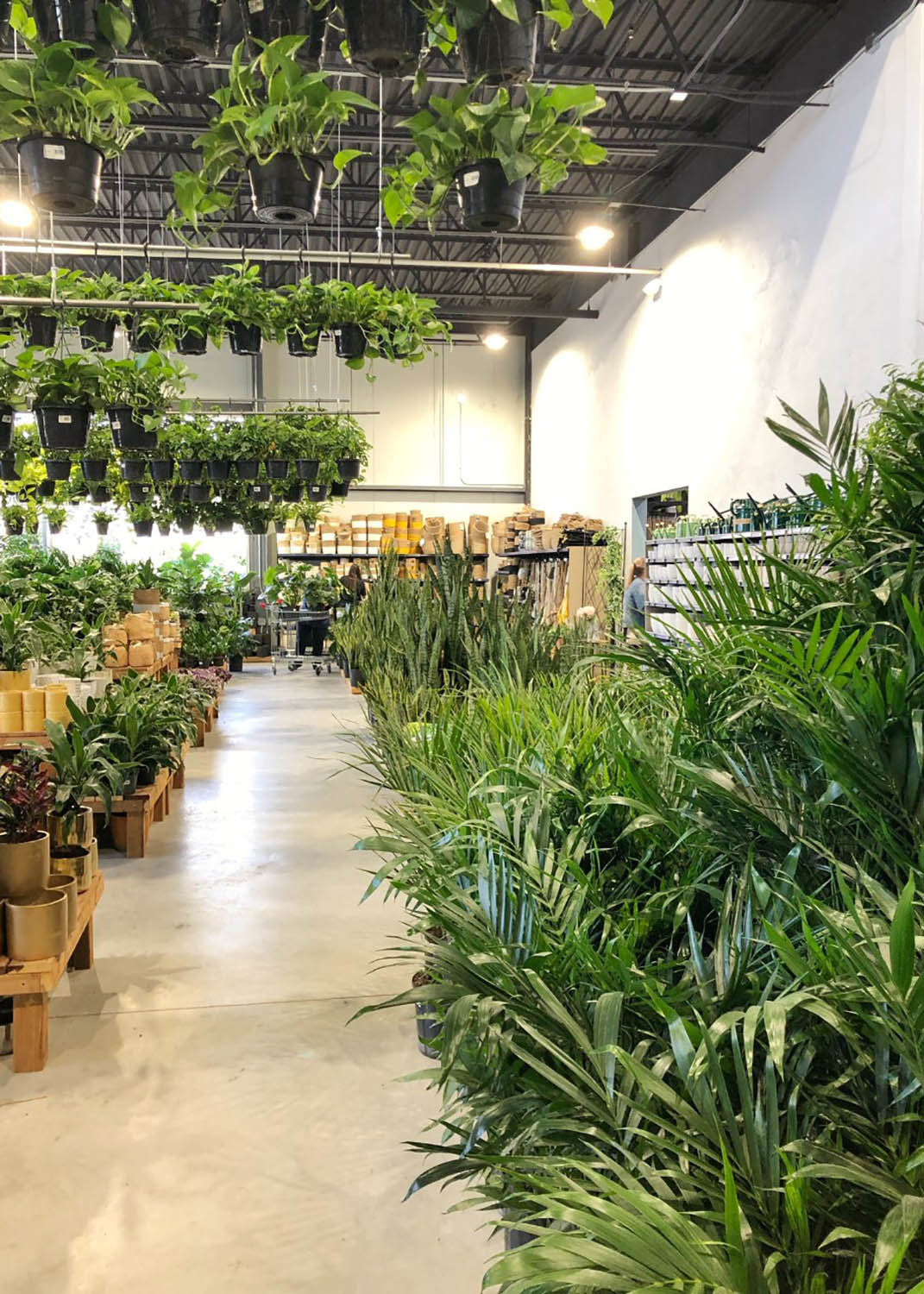J'ai visité le nouveau méga magasin de plantes Archipel et voici mes ...