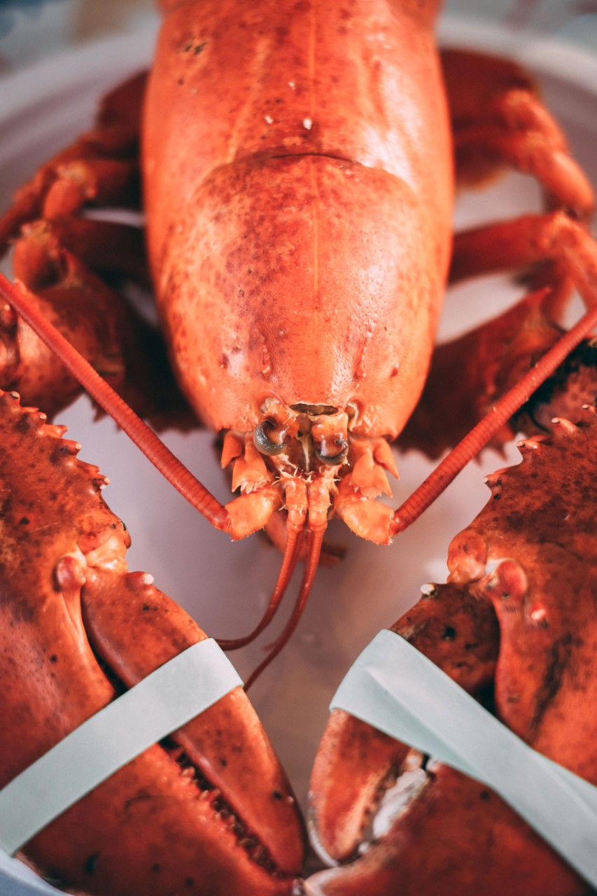 Homard : comment l'apprêter, recettes, bienfaits, conservation
