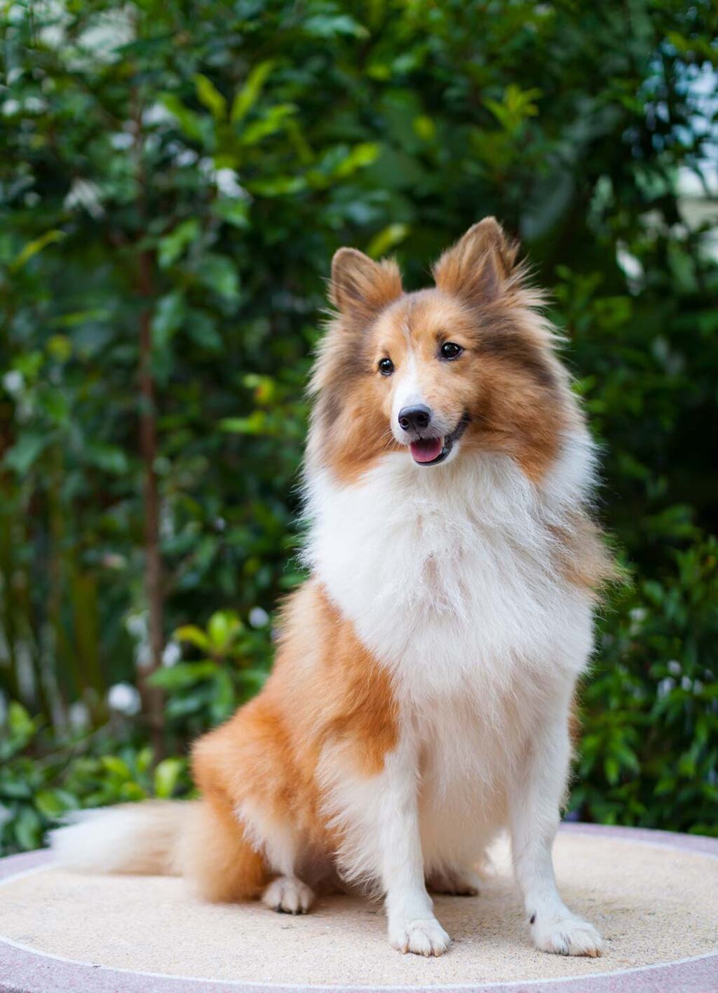 Colley | Tout sur la race de chien Colley