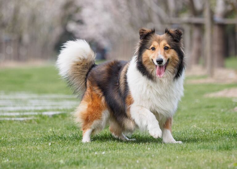 Colley | Tout sur la race de chien Colley