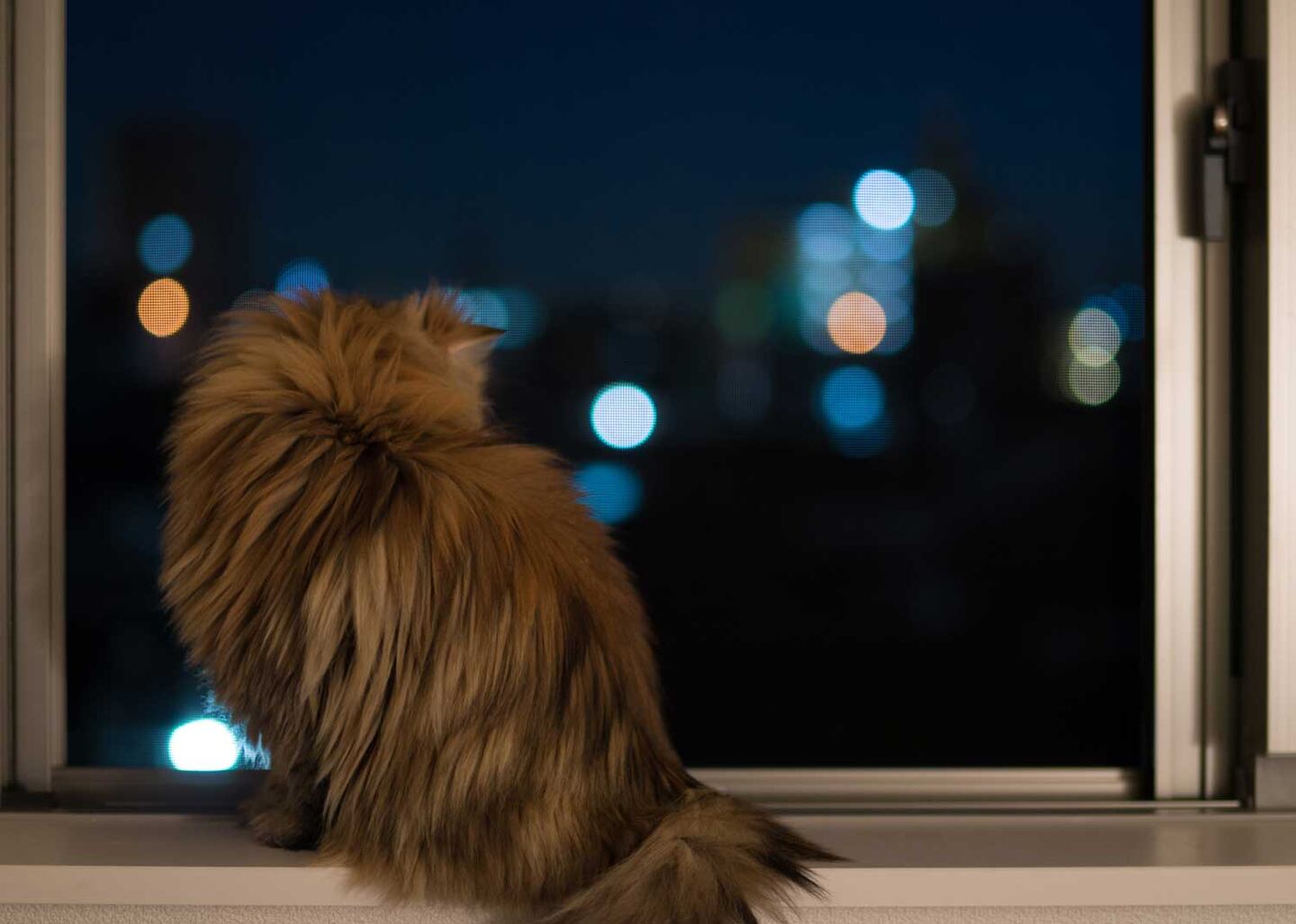 Pourquoi votre chat miaule la nuit et comment y remédier