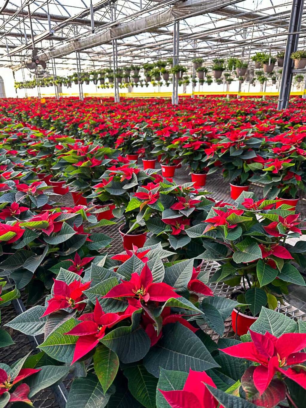À visiter: cette serre de Laval aux milliers de poinsettias
