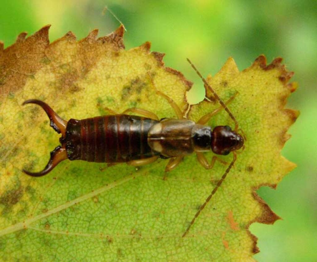 Insectes ravageurs et autres nuisances au potager