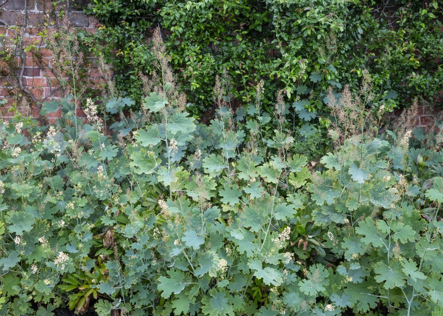 9 plantes envahissantes à ne jamais planter dans votre cour