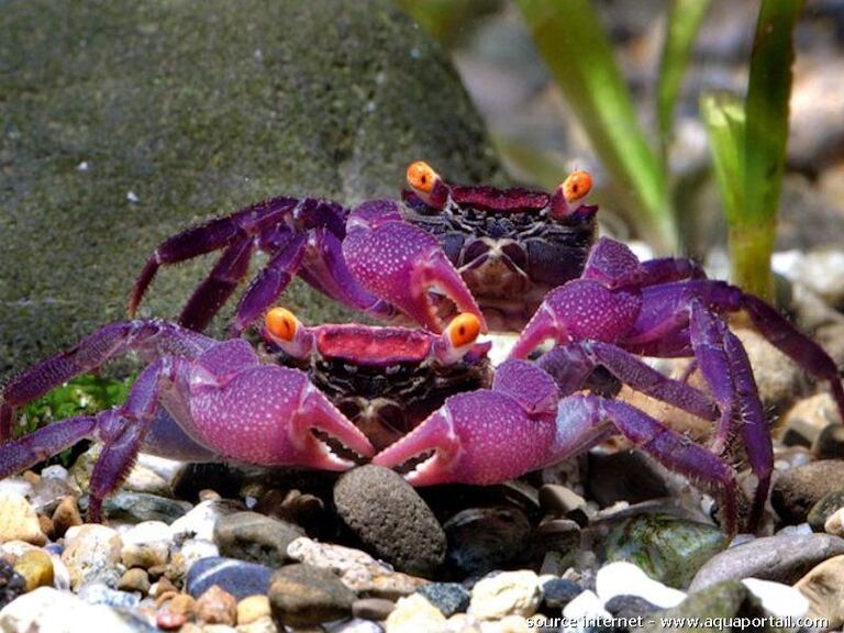 10 animaux aux couleurs aussi magnifiques que surprenantes