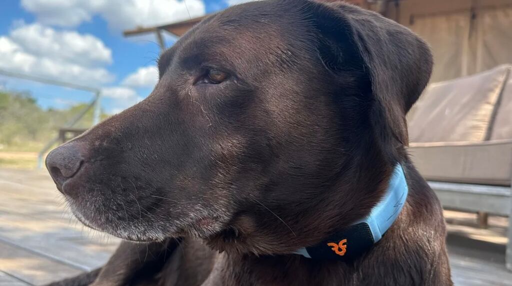 Un premier collier pour permettre à votre animal de parler verra le jour