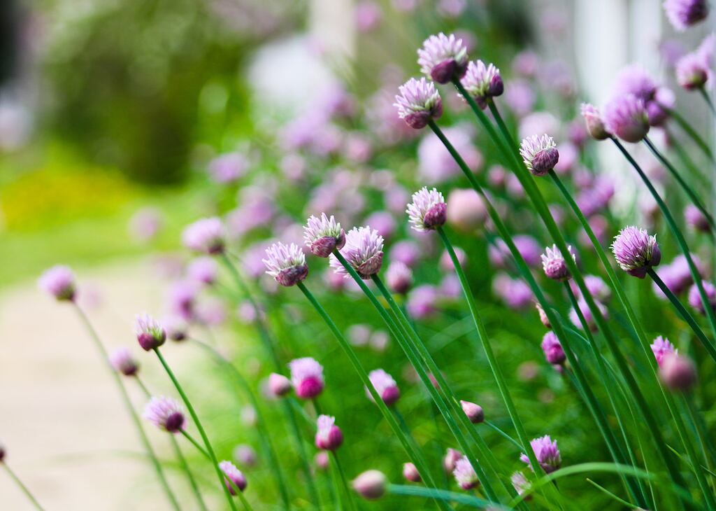 La ciboulette: comment la planter, l'entretenir et la récolter