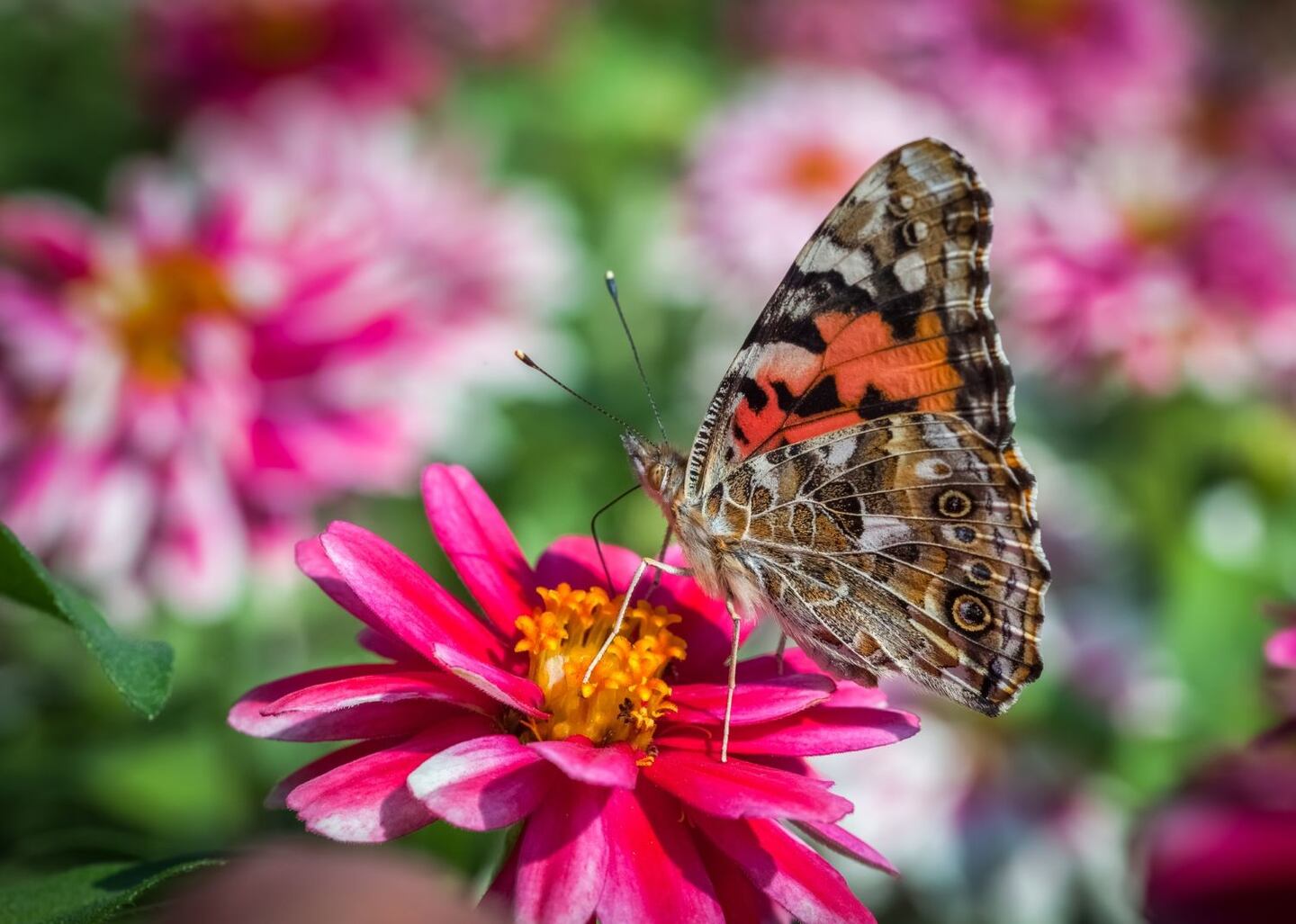Comment attirer les papillons: plantes vivaces et annuelles à privilégier