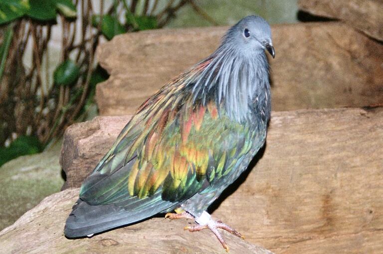 10 animaux aux couleurs aussi magnifiques que surprenantes
