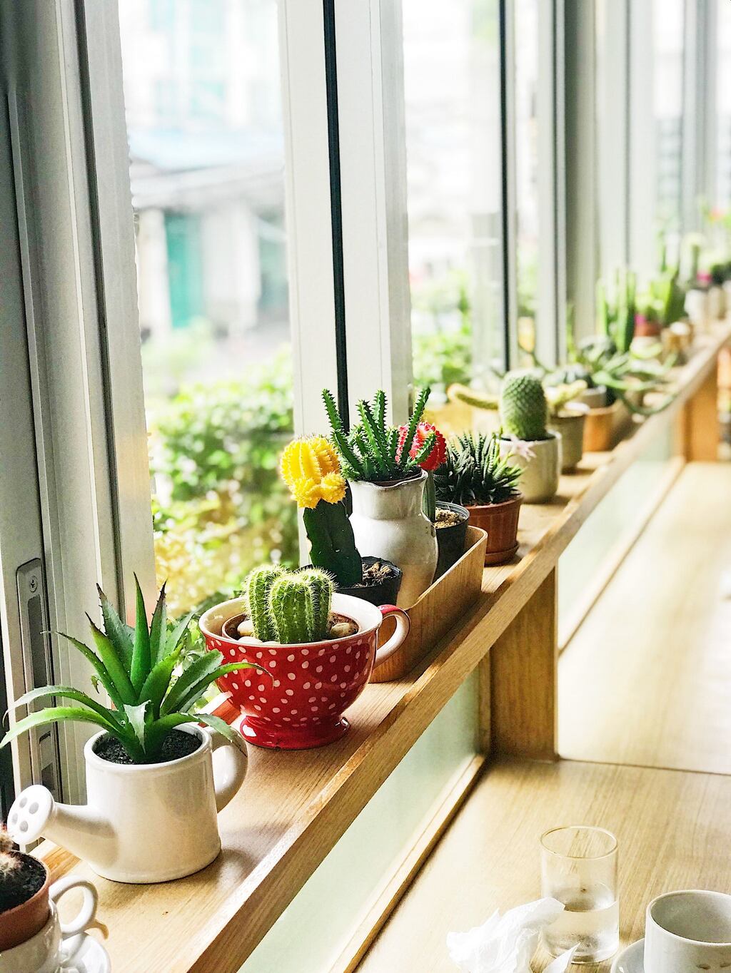 Succulentes: variétés, entretien, floraison, rempotage, maladies