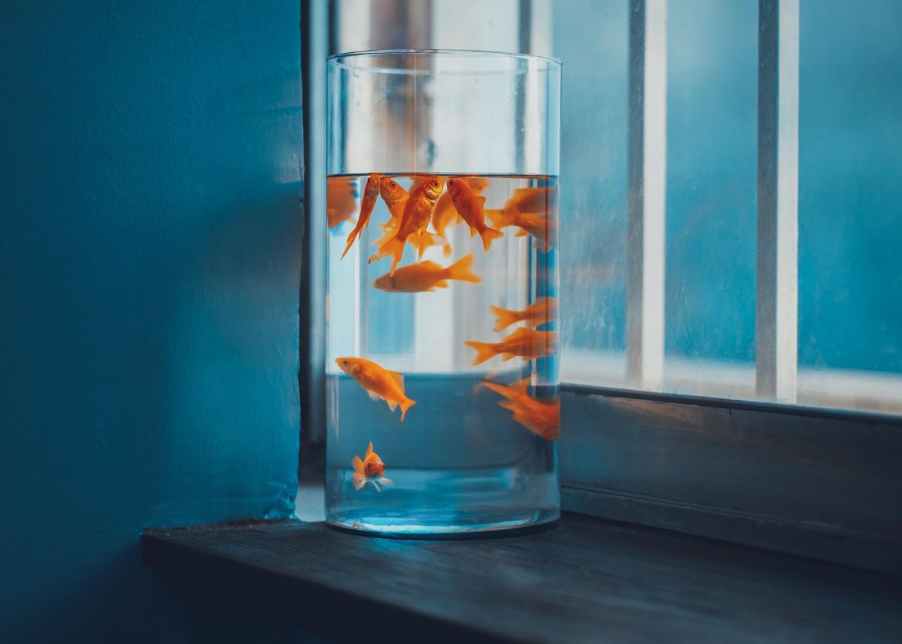 Cette erreur commune fait souffrir vos poissons rouges