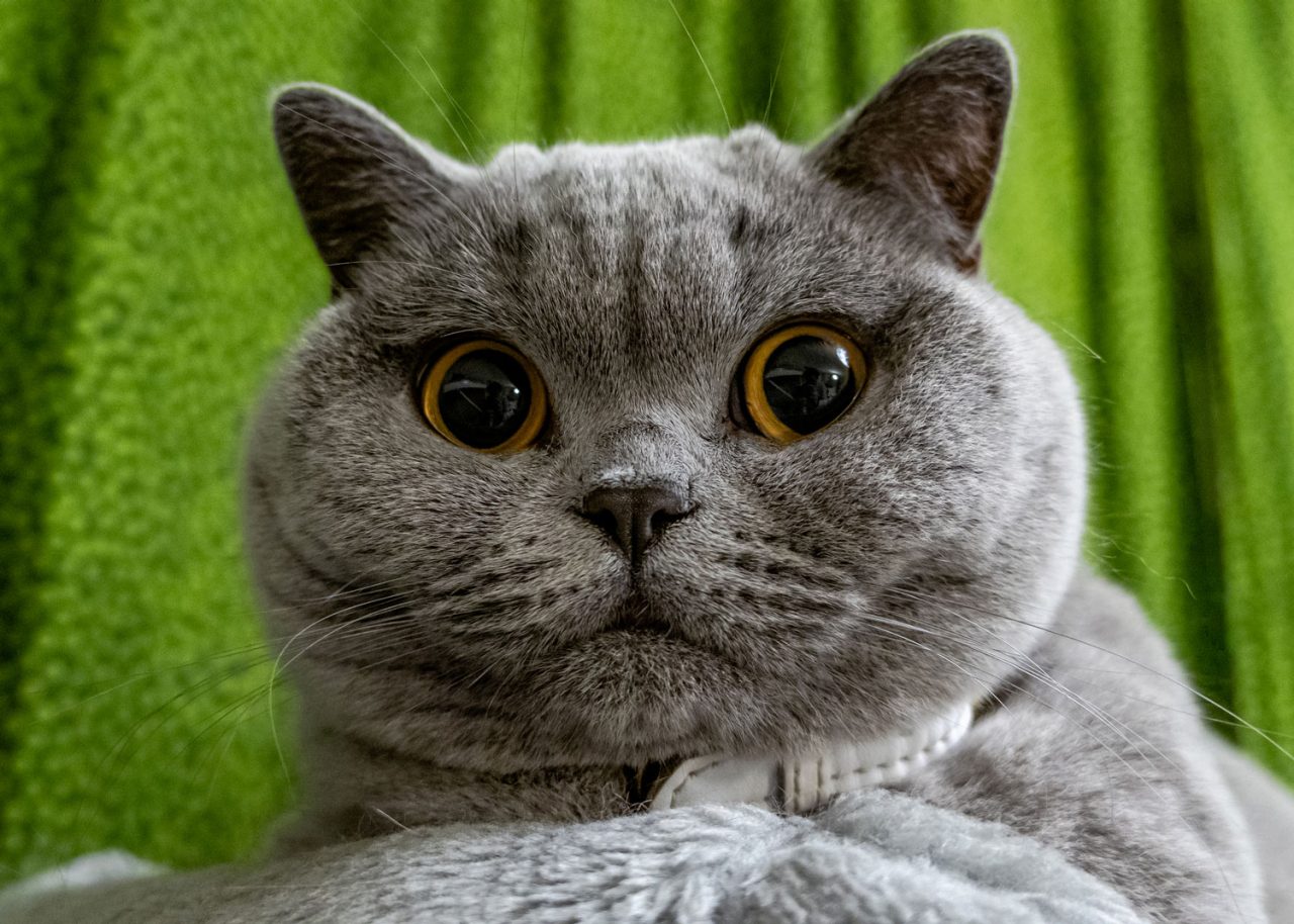 Les méthodes de communications chez le chat