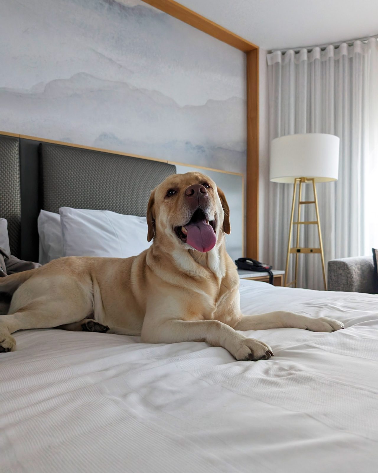 Ce populaire hôtel de Montréal accueille désormais les chiens