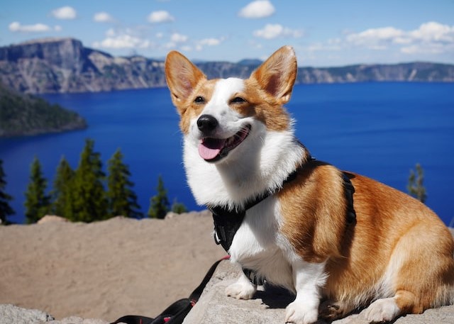 Tout sur la race de chien corgi