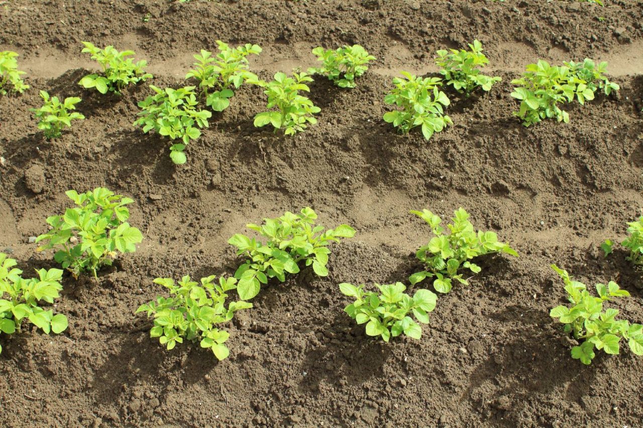 Comment planter des patates?